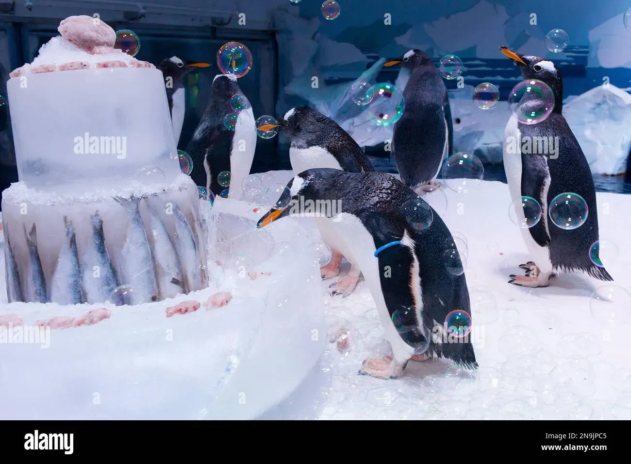 Sea Life London Aquarium’s Penguin Enclosure: Progress Amid Criticism ...